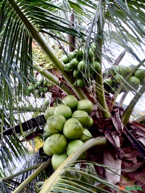 Coco Verde em Ceará-Mirim RN à venda. Compre direto do vendedor 616598