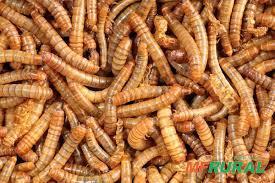 Tenebrio Desidratado em São Paulo SP à venda. Compre direto 619554