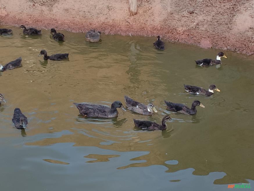 Filhotes de Marreco Rouen em Tuneiras do Oeste PR à venda. 676174