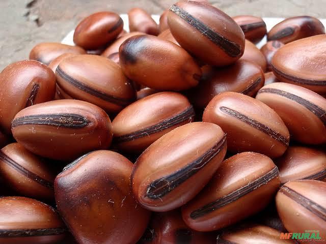 Mucunã em Ilha Grande PI à venda. Compre direto do vendedor 636952