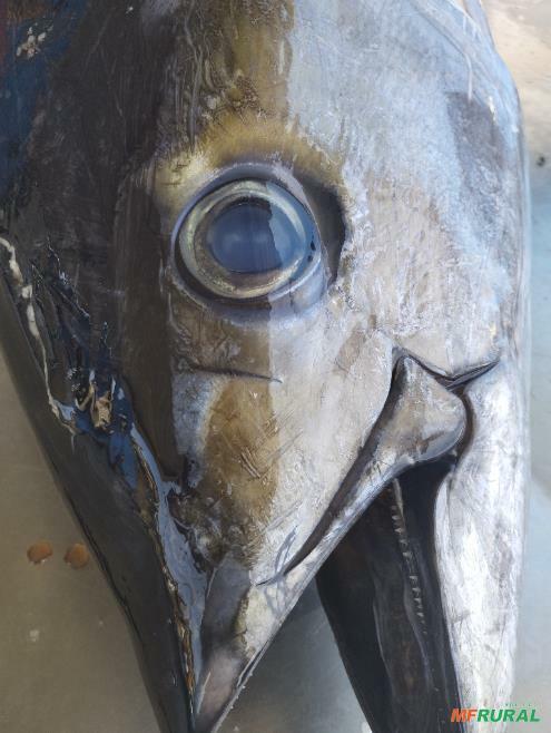 Atum Fresco em Areia Branca RN à venda. Compre direto do vendedor 792646
