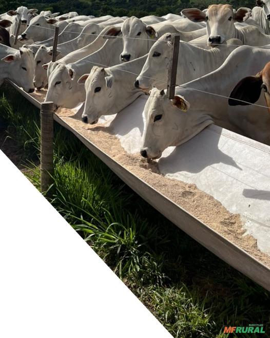 Cocho / Comedouro 15 Metros em Vila Rica MT à venda. Compre 626419