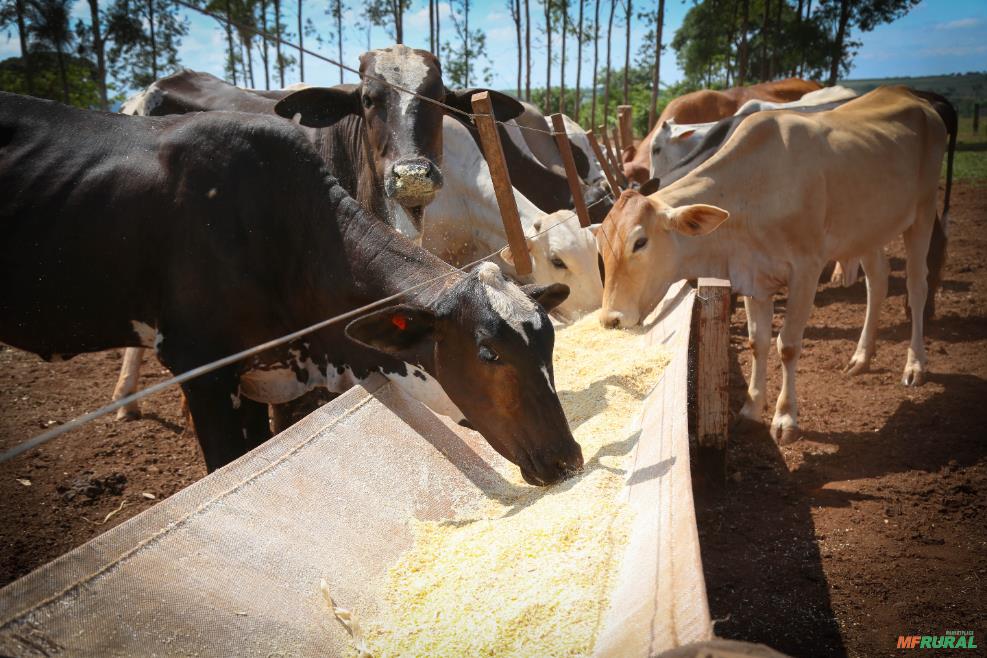 Cocho | Preço Venda Compra - MF Rural
