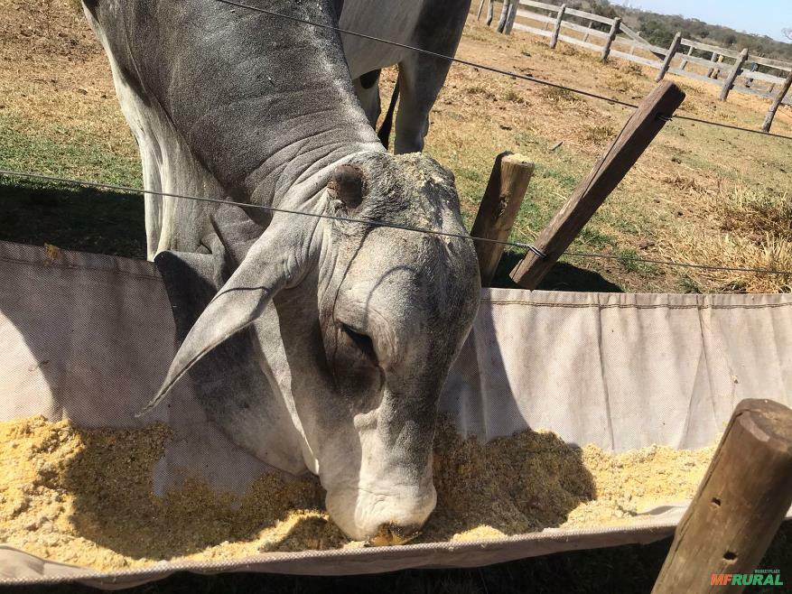 Cocho Metros no Tocantins | Preço Venda Compra - MF Rural