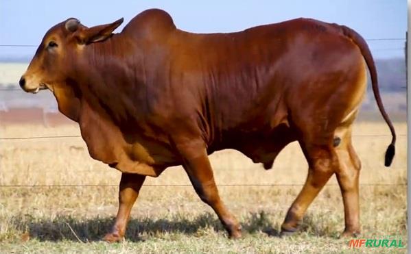 Sindi à venda com preço