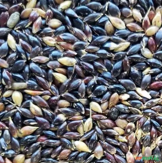 Semente Capim Sudao em Pato Branco PR | Preço Venda Compra