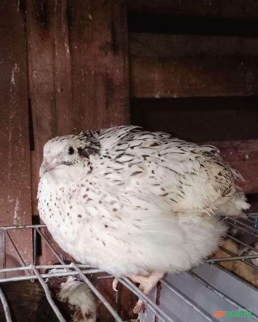 Codornas A Vendas Aparti 3.50Reias em Sampaio Correia 638506