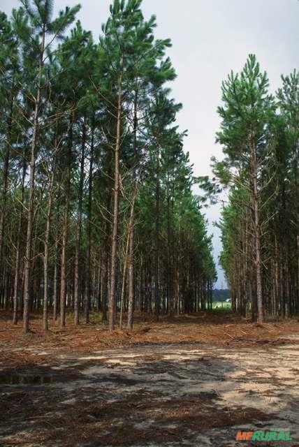 Compro Floresta de Pinus Ellioti Para Resinagem no Sul do Brasil 635031