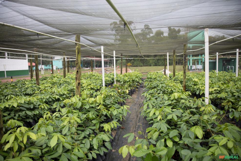 Guarana Nativo | Preço Venda Compra - MF Rural