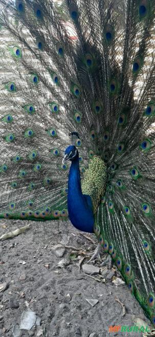Pavão Azul. em Seropédica RJ à venda. Compre direto do vendedor 635228