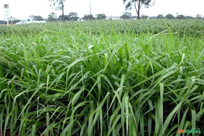 Xaraes Embalagem | Preço Venda Compra - MF Rural
