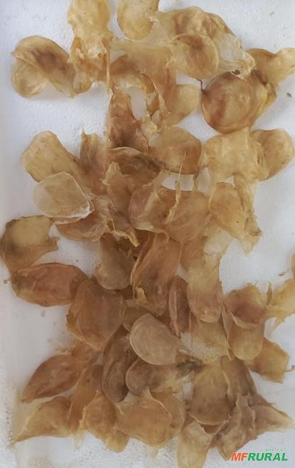 Grude do Tambaqui em Manaus AM à venda. Compre direto do vendedor 636148