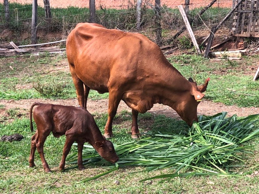 Animais à venda com preço