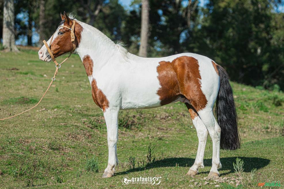 Sêmen de Equinos E Coberturas Cavalo Campeiro Marchador em 636529
