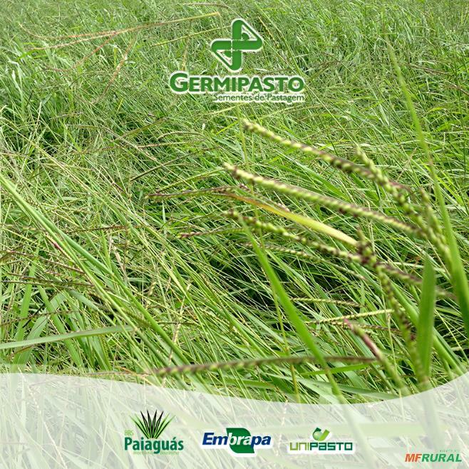 Capim Brachiaria Caracteristicas | Preço Venda Compra - MF Rural