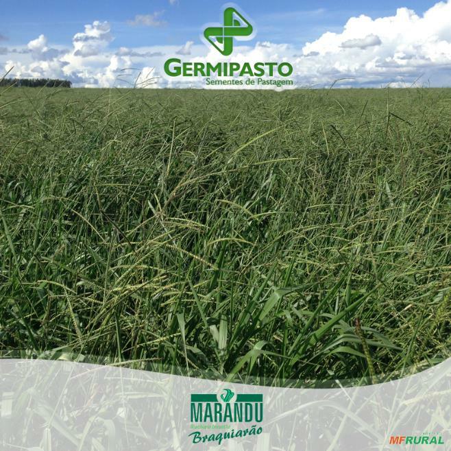 Sementes Brachiaria Brizantha Cv. Marandú em Campo Grande MS à 639981