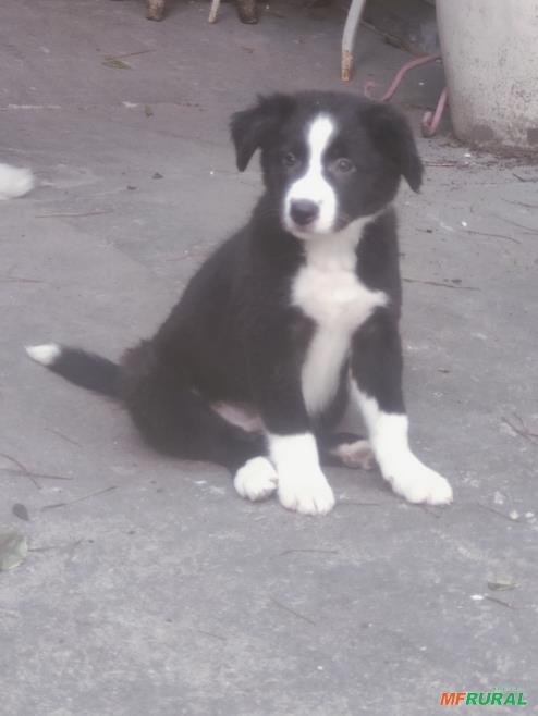 Boder Collie | Preço Venda Compra - MF Rural