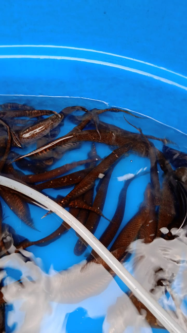 Tuvira | Preço Venda Compra - MF Rural