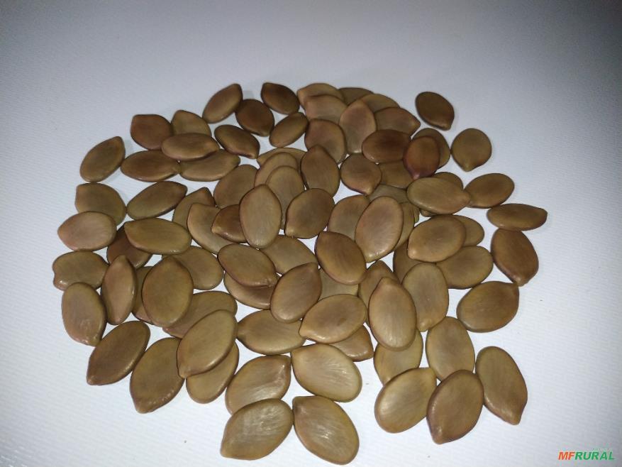 Sementes Kilo | Preço Venda Compra - MF Rural