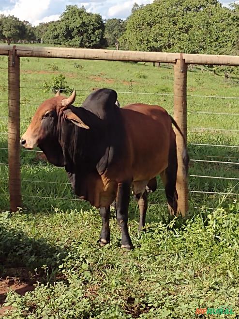 Sindi à venda com preço
