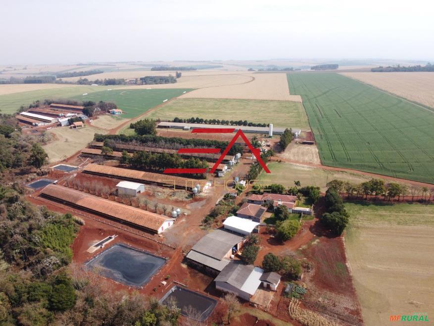 Cavalos A Venda Parana | Preço Venda Compra - MF Rural
