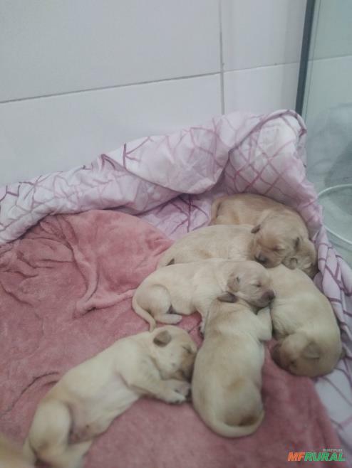 Goldem Retriever | Preço Venda Compra - MF Rural
