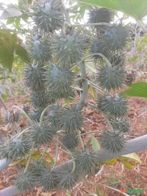 Mamona em Itirapuã - SP à venda com preço