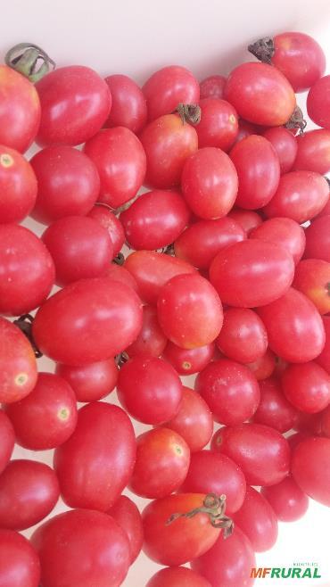 Tomate Grape em Contagem MG à venda. Compre direto do vendedor 641424