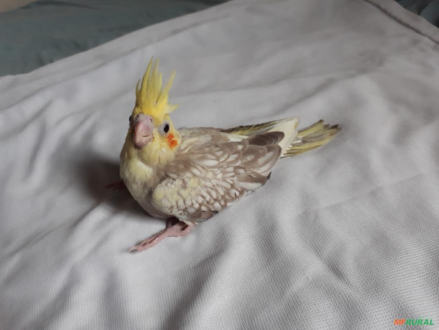 Calopsita Femea | Preço Venda Compra - MF Rural