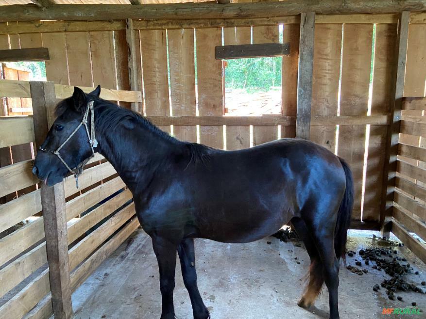 Potranca Crioula em Vista Alegre RS à venda. Compre direto 642292