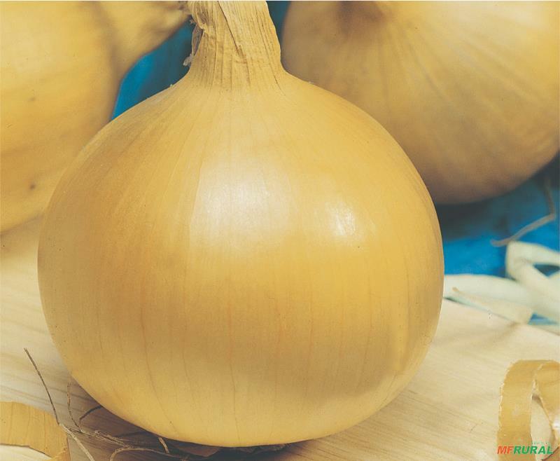 Sementes Cebola Serena F1 | Preço Venda Compra - MF Rural