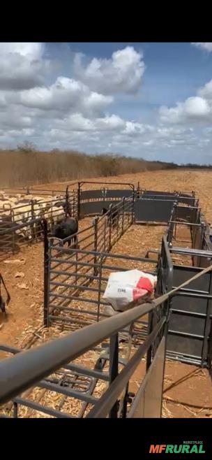 Curral Metálico Móvel Expert em São Pedro RN à venda. Compre 642974