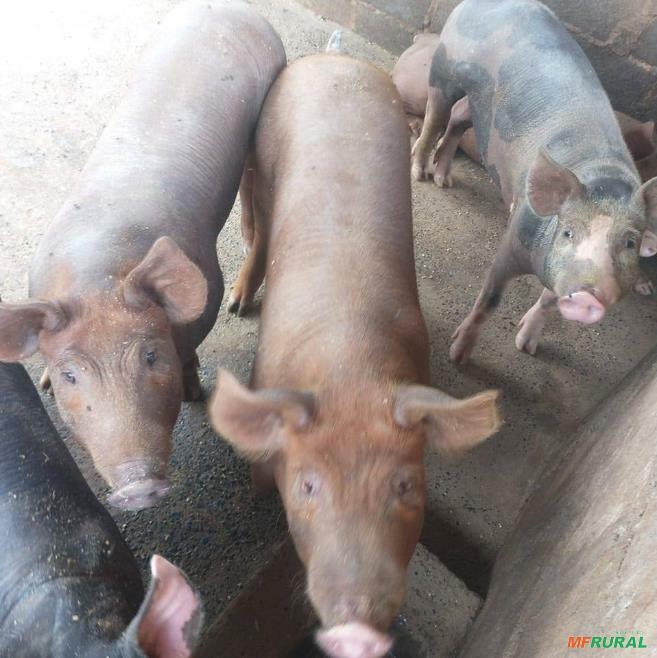 Doa-Se Porcos (Leia A Descrição) em Rio Branco AC à venda. 643625