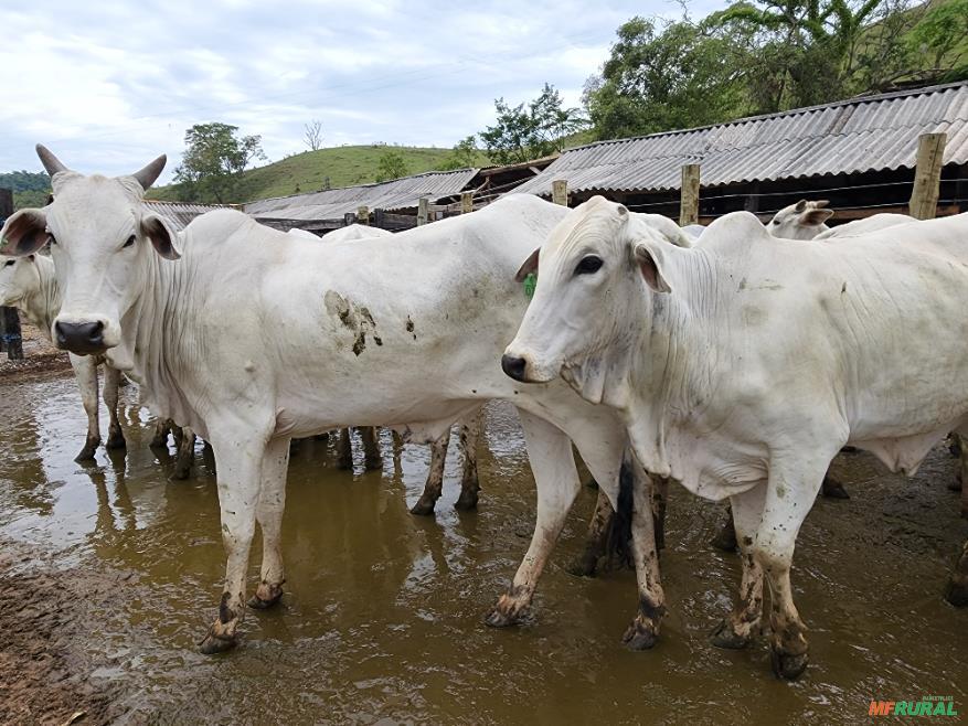 Novilhas Nelore | Preço Venda Compra - MF Rural