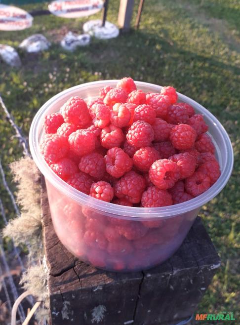 Vendo Framboesas em Caxias do Sul RS à venda. Compre direto 644134