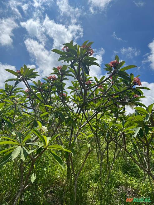 Mangas Muda Adulta | Preço Venda Compra - MF Rural