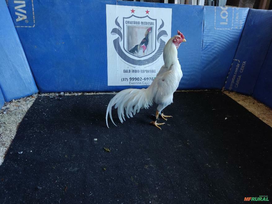 Galo Mura Combatente Brasileiro em Itaguara MG à venda. Compre 646701