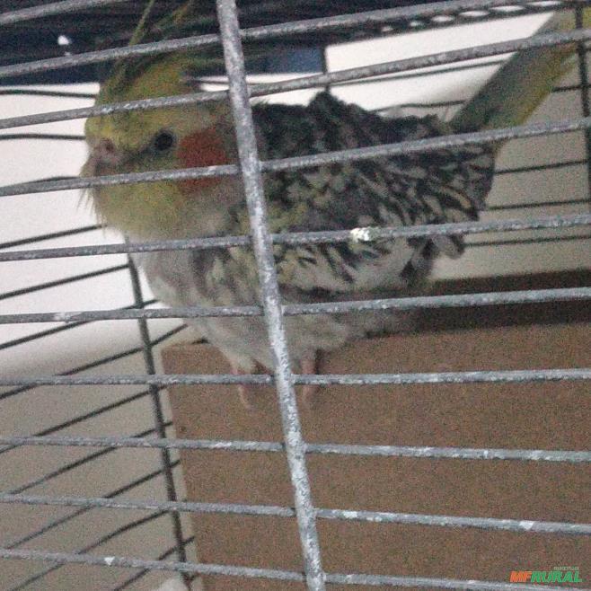 Vendo Calopsita Fêmea Com Gaiola em Canoas RS à venda. Compre 647598