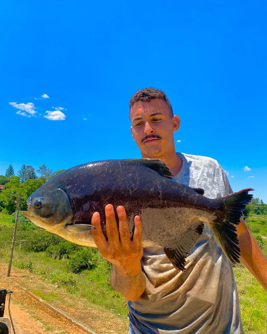 Pacu em Pederneiras SP à venda. Compre direto do vendedor 647893