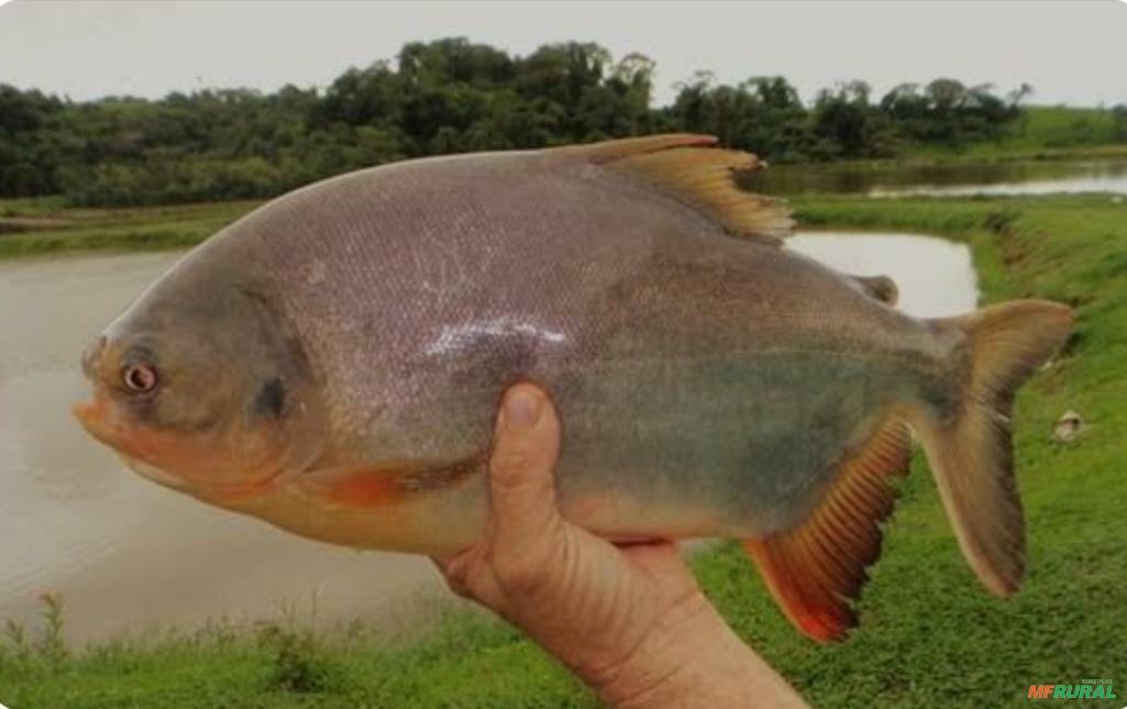 Pacu à venda com preço Pacu
