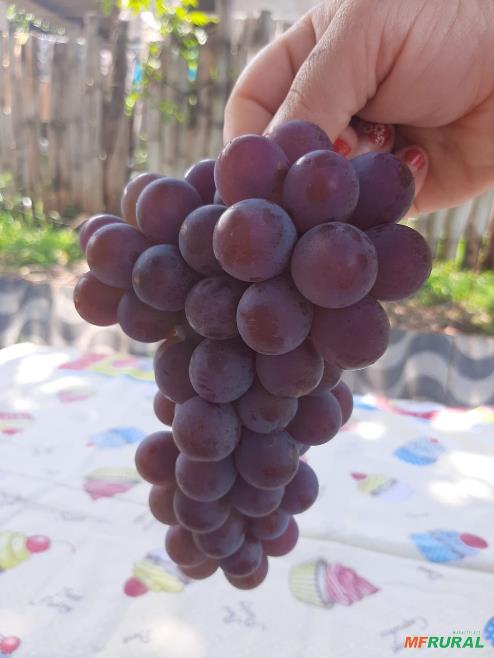 Uva Niagra, Rosada Direto do Produtor Rural em Passos MG à 648624