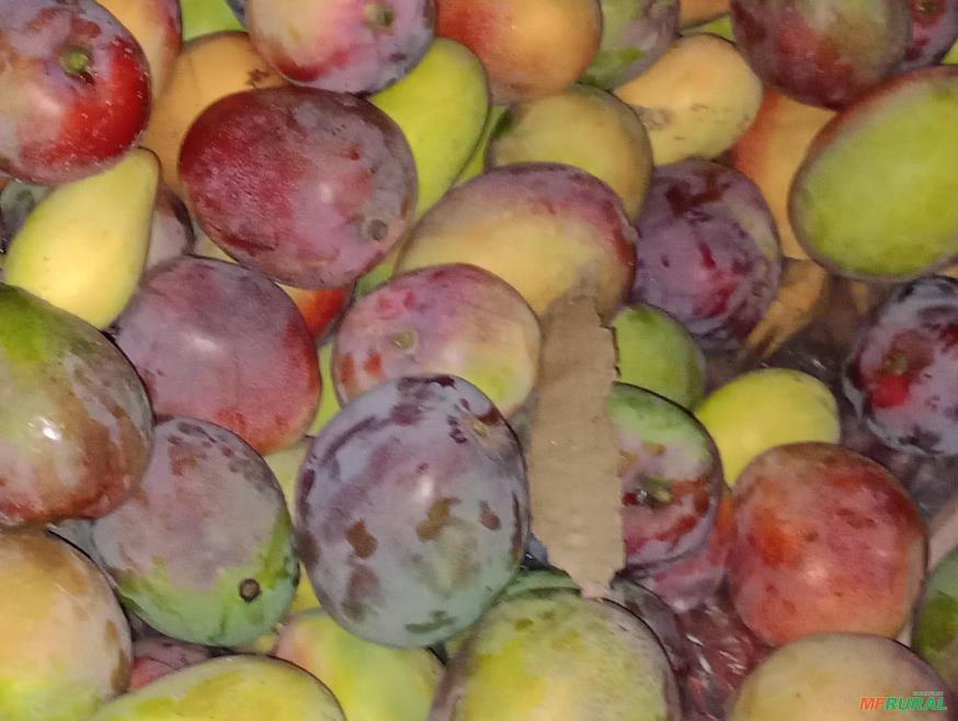 Manga ( Rosa ) em Taquaritinga SP à venda. Compre direto 648742