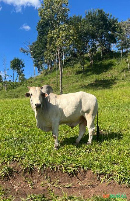 Touro Nelore Po em Lagoa Formosa MG à venda. Compre direto 649531