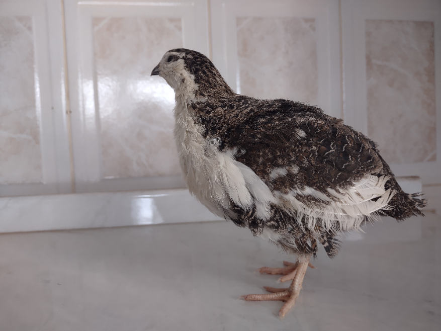 Pintinhos Codorna Gigante | Preço Venda Compra - MF Rural