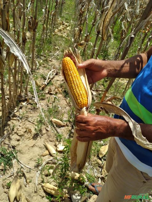 Milho Grão à venda com preço