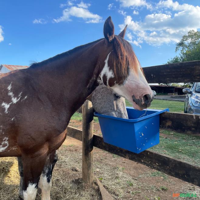 Cocho Cavalo em Chapecó SC à venda. Compre direto do vendedor 650254