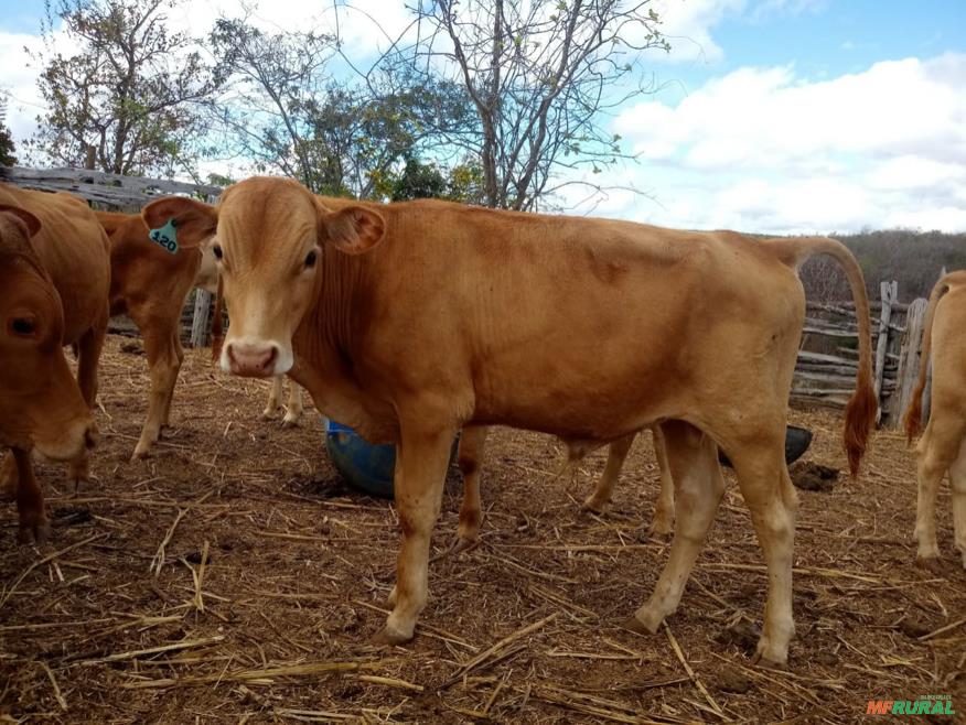 Tourinho Caracu em Salinas MG à venda. Compre direto do vendedor 659062