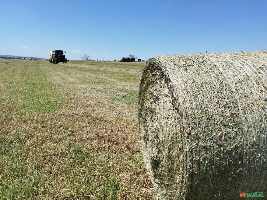 Feno Tipo A em Itápolis SP à venda. Compre direto do vendedor 659266