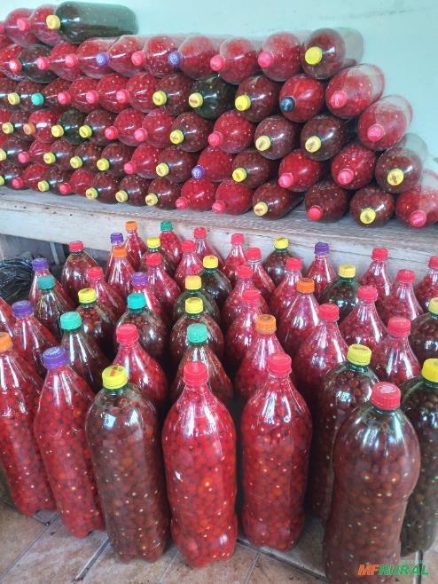 Pimenta Bode | Preço Venda Compra - MF Rural