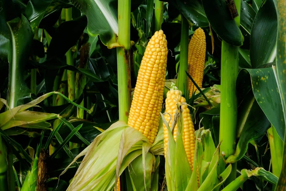 Milho no Mato Grosso à venda com preço